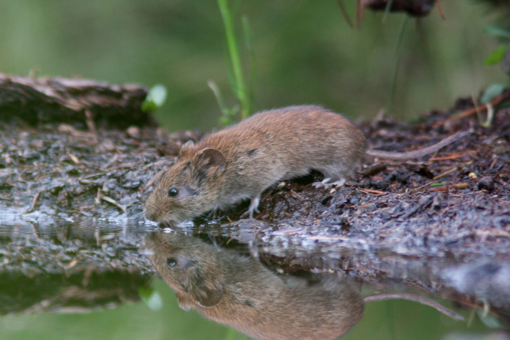 Muizen | Landschap Overijssel