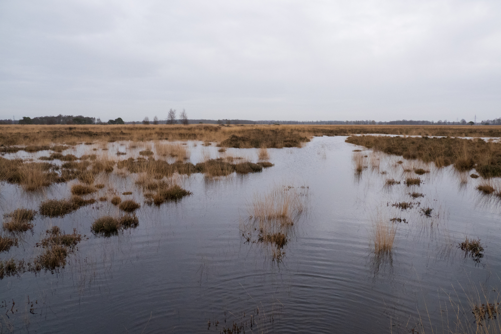 Natura 2000-project Wierdense Veld | Landschap Overijssel