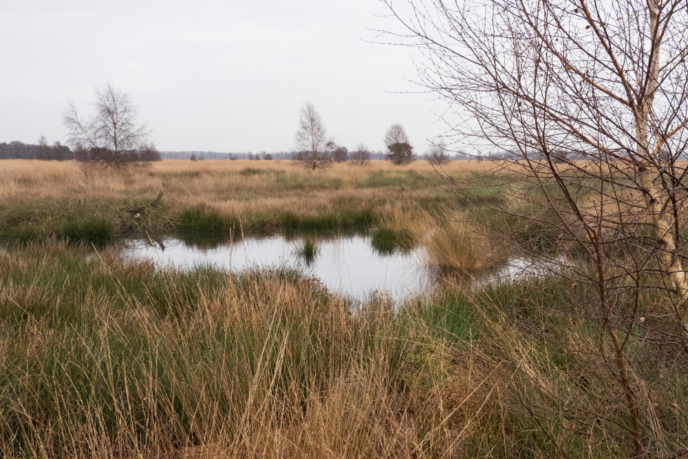 Natura 2000-project Wierdense Veld | Landschap Overijssel