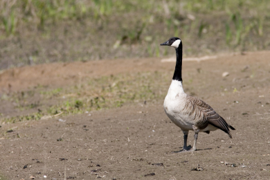Redirecting to /kennis/planten-en-dieren