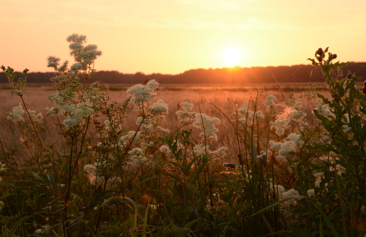 Het succes van de Vledders in IJhorst | Landschap Overijssel